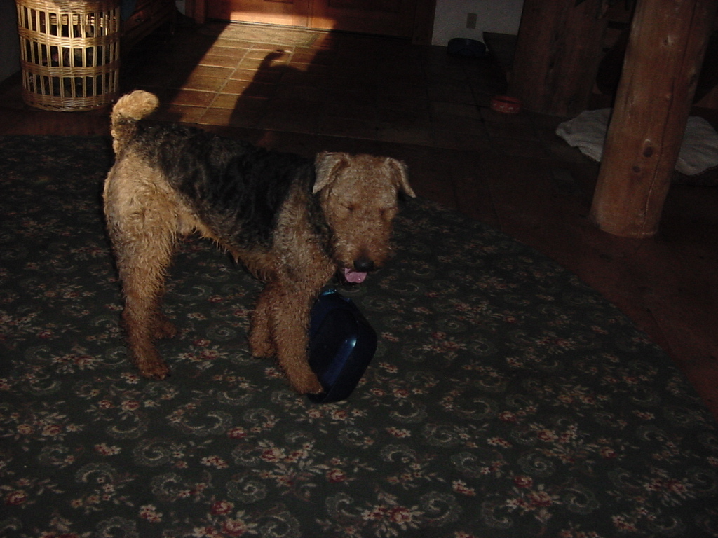 Gardening with Wyatt: Lost in Translation