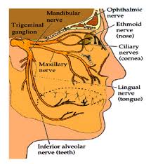 Cranial nerves ~ Anatomy for MSP