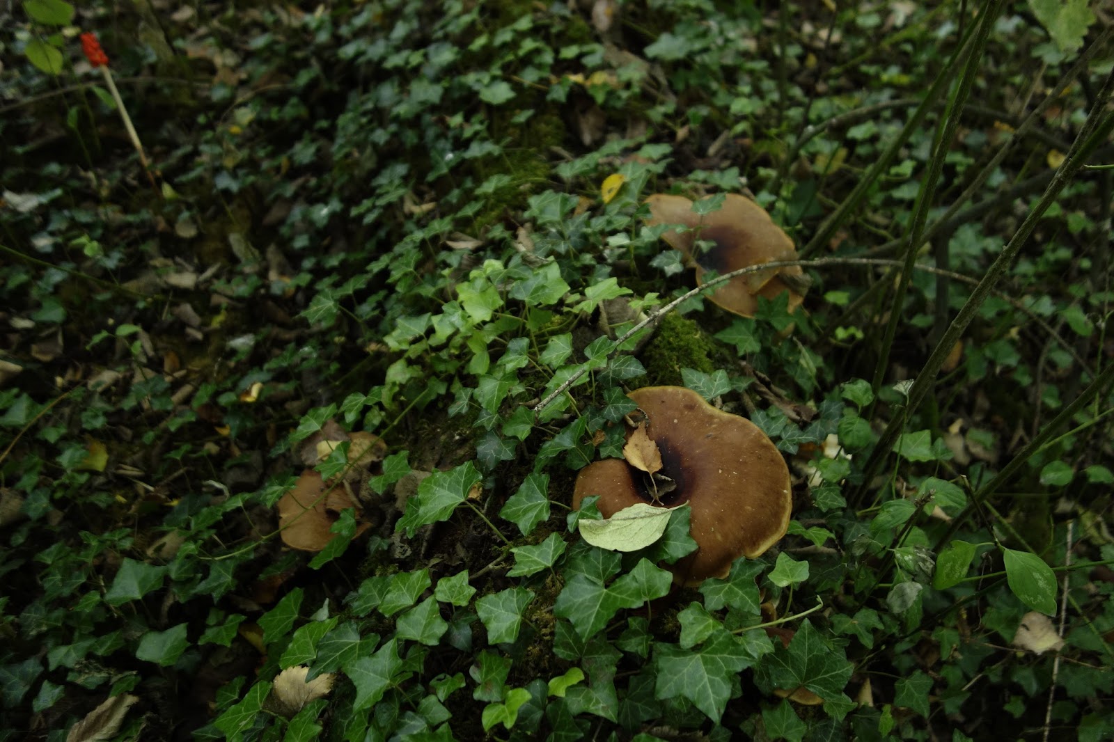 Misidentifying Fungi: Smooth and elegant