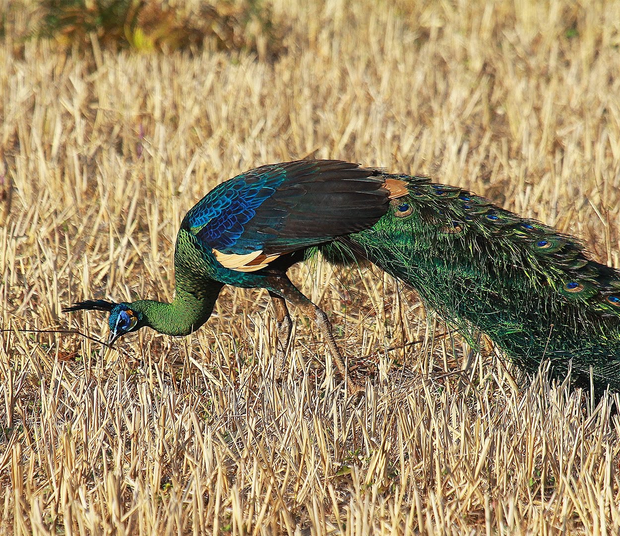 Species New to Science: [Conservation / Ornithology • 2020] Importance ...