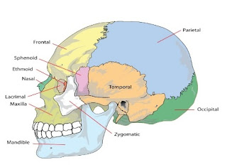 Radiology Squad: Teknik Pemeriksaan Radiografi Ossa Manus