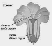 SCIENCE AND TECHNOLOGY: Chapter 15 : REPRODUCTION IN ORGANISMS