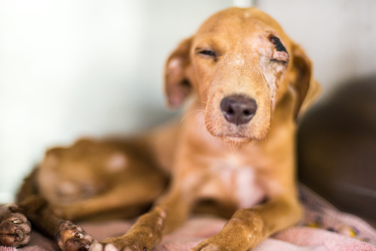 3 Tips for Emergency Planning with Pets | Australian Dog Lover