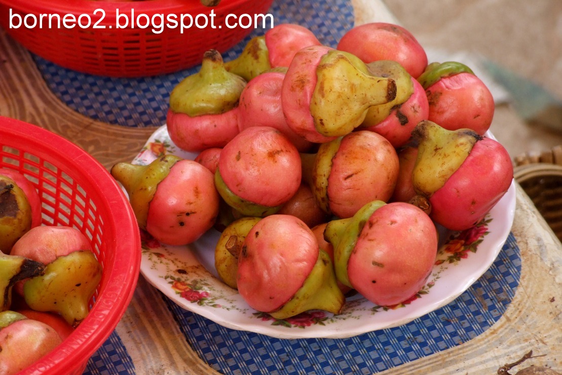 Borneo Island, Awaken To A Different World: Engkalak - Litsea Garciae