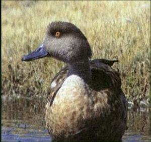 LA FLORA Y FAUNA DE TACNA