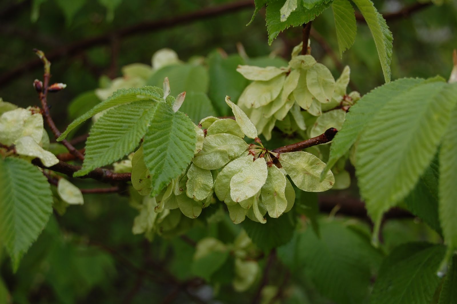 Spirit Whispers: Elm Seeds