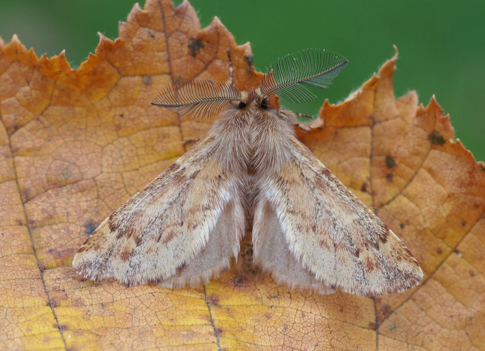Bill's Birding: Plumed Prominent