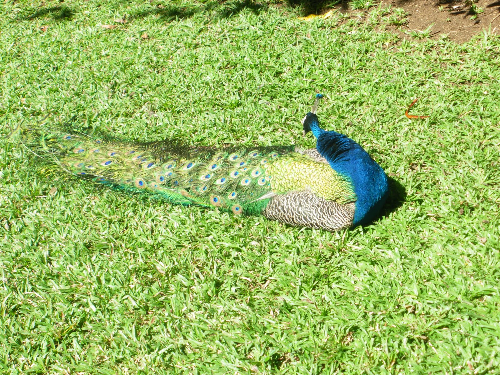 Rauhala Ramblers: Zoo Ave-Costa Rica