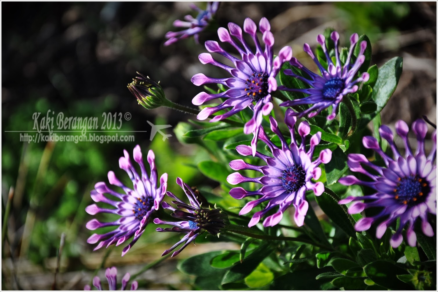 Victoria 2013 : #8 - The Split Point Lighthouse | Halal Foods in Apollo ...