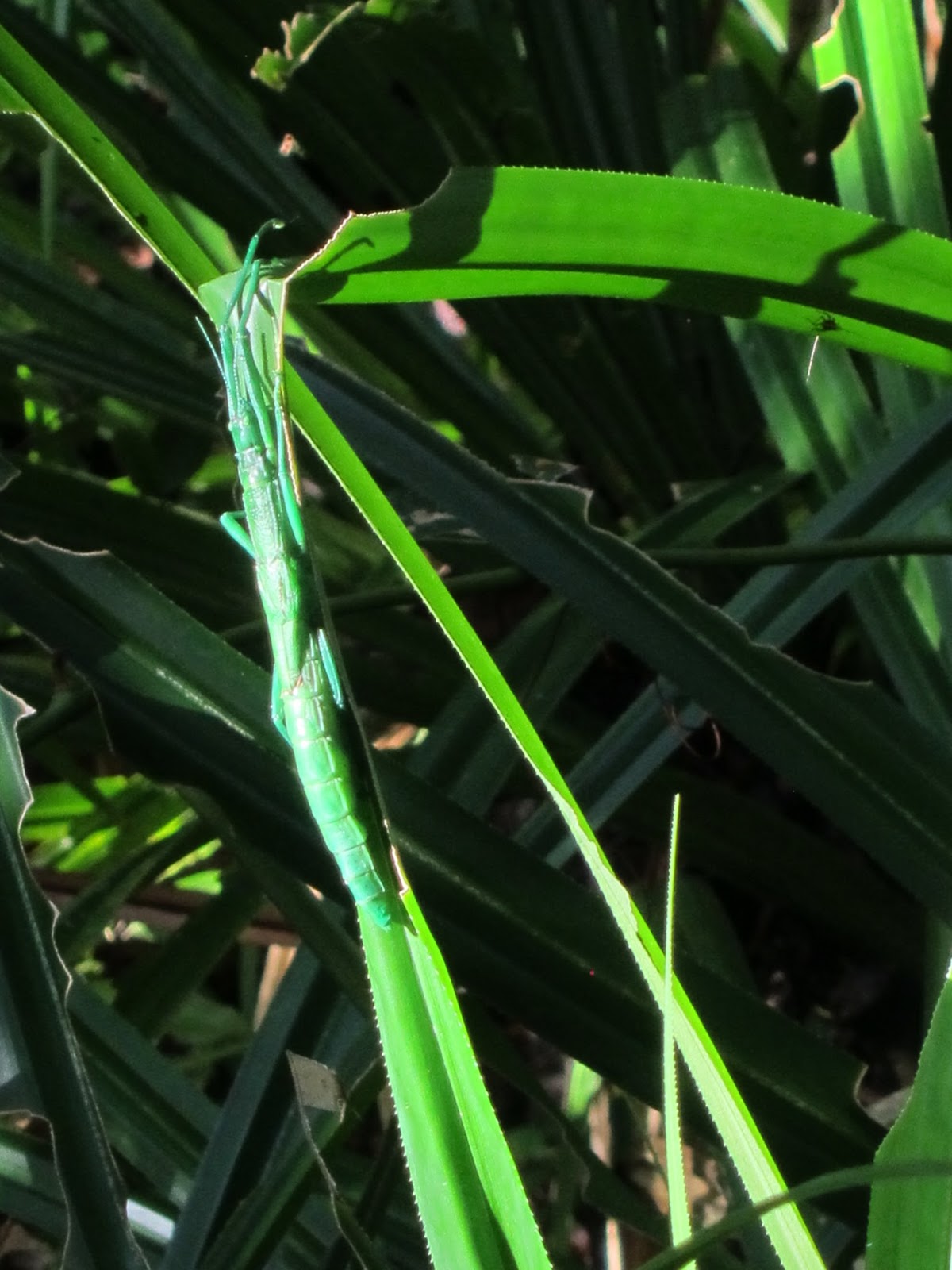 Our Journey Down Under: The Daintree Rainforest