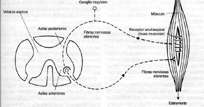 Conciencia Yoga: Estiramientos: optimización de la circulación ...