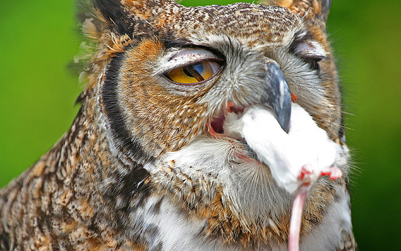 10 Most Amazing Facts about Owls | iv