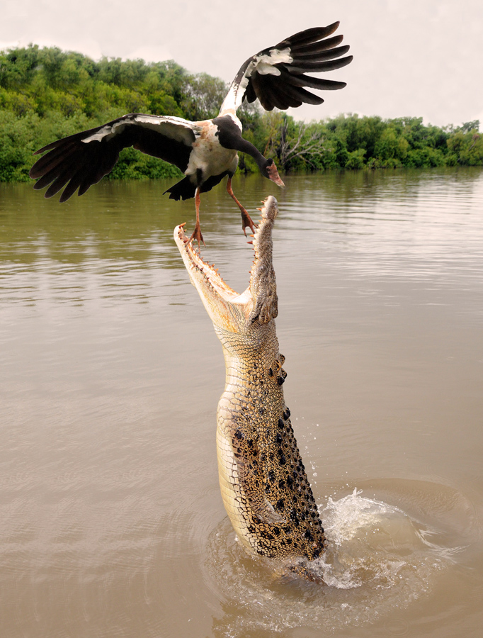 Arthur's Eden: Crocodiles page