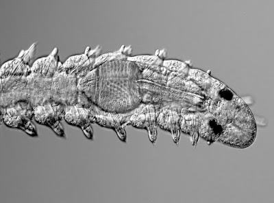 Rafael Microfauna Marina: Cymopolia barbata (Algas verdes)