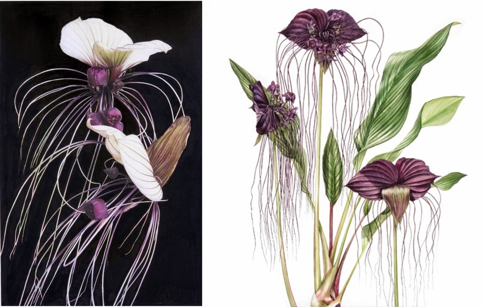 THE DATAI PITCH : THE TACCA FLOWER | test