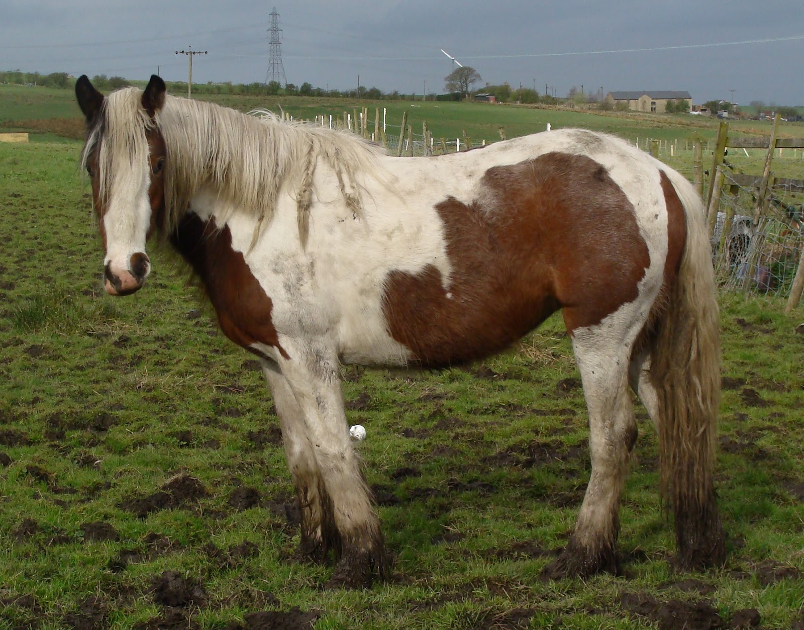 Tamarsh Diary: Traditional Cob Coloured Fillies for sale