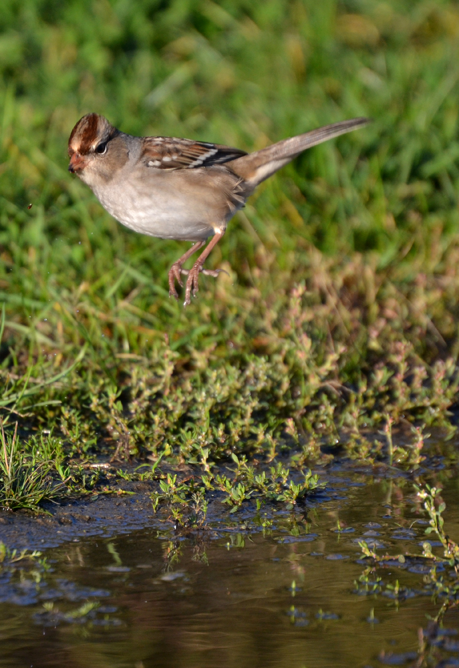 Woods Walks and Wildlife: White-crowned Sparrows and More Birds at the ...