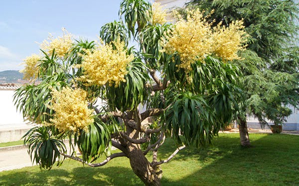 Reforestation and the Medicinal Uses of Trees -Liliana Usvat Research ...