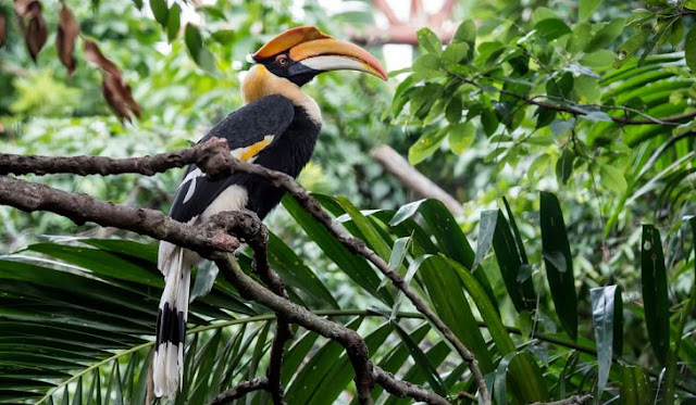 What is a Frugivore And What You Should Know About It - FOW 24 NEWS