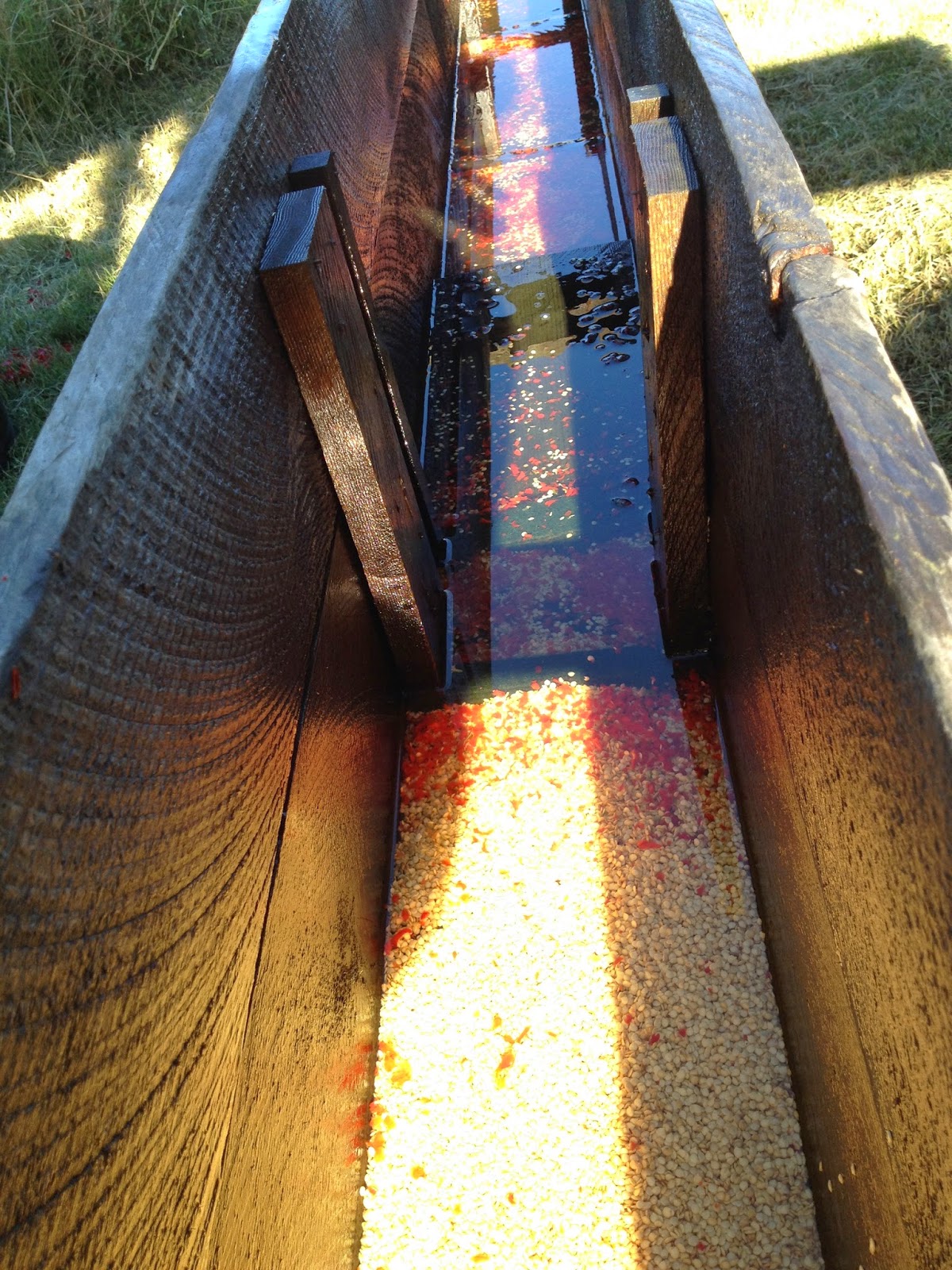 Seed Revolution Now!: Red Ruffled Pimiento