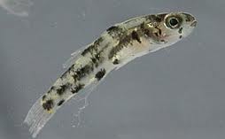 Zwierzaczki i ich Świat.: Najmniejsza ryba na świecie.