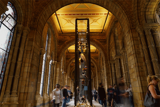 Happening London: The Natural History Museum in GIFs