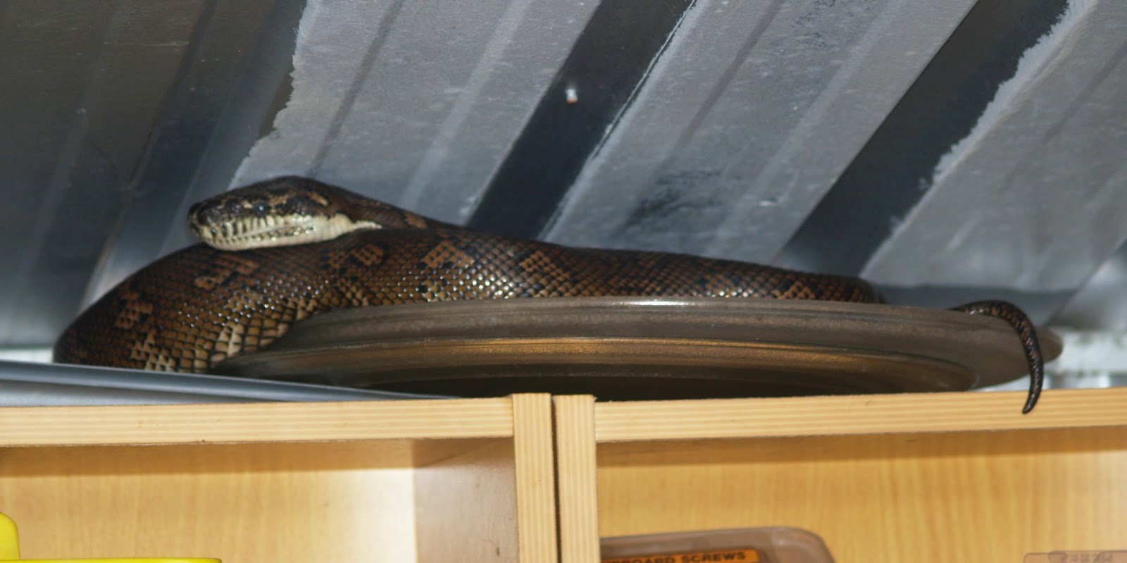 Real Life in Real Australia: Snakes in the Grass