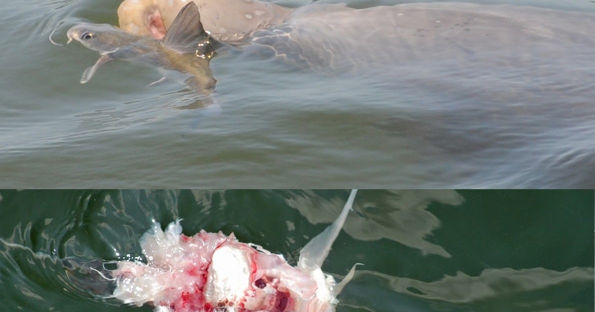 Species New to Science: [Cetacea • 2017] A Common Bottlenose Dolphin ...