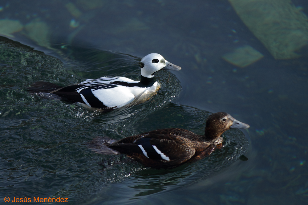 © DEMENCIA ORNITOLOGICA 43º23´N 3º13´W: Eider de Steller, Polysticta ...