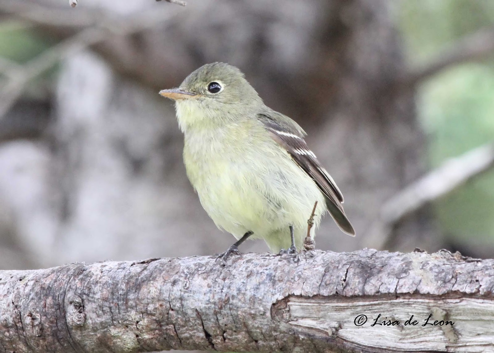 Birding with Lisa de Leon: Yellow-bellied Flycatcher - August 12, 2011