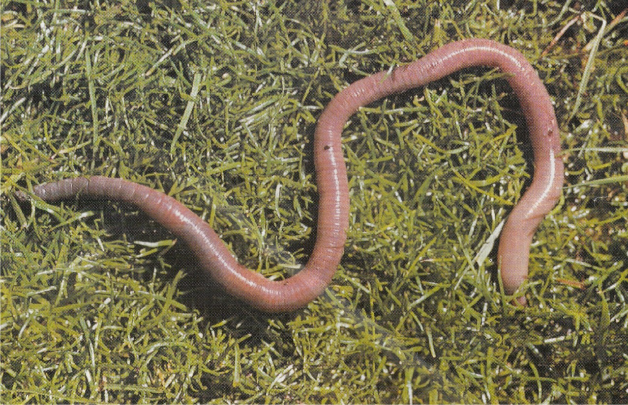 CACING, MAKHLUK PALING PENTING DI DUNIA - bumikukeluargaku