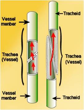 Materi Materi Kuliah: struktur dan fungsi xilem dan ploem, dan ...