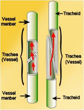 Kimeni's Blog: Jaringan Pembuluh (Xilem Dan Floem)