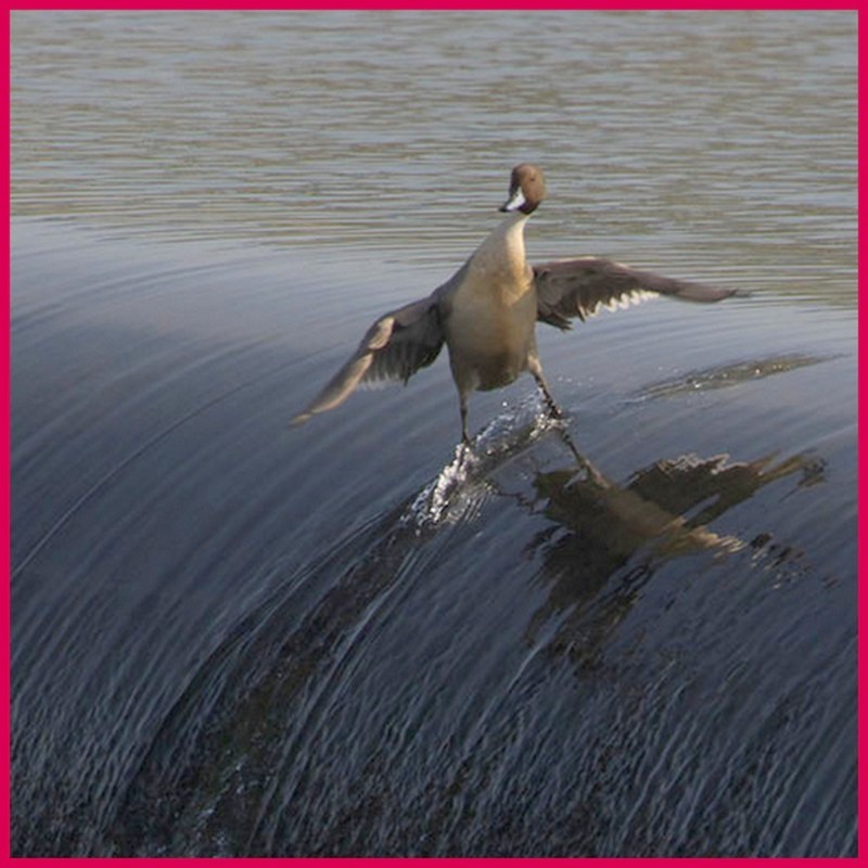 Photos That Make Us Smile: Duck Surfing