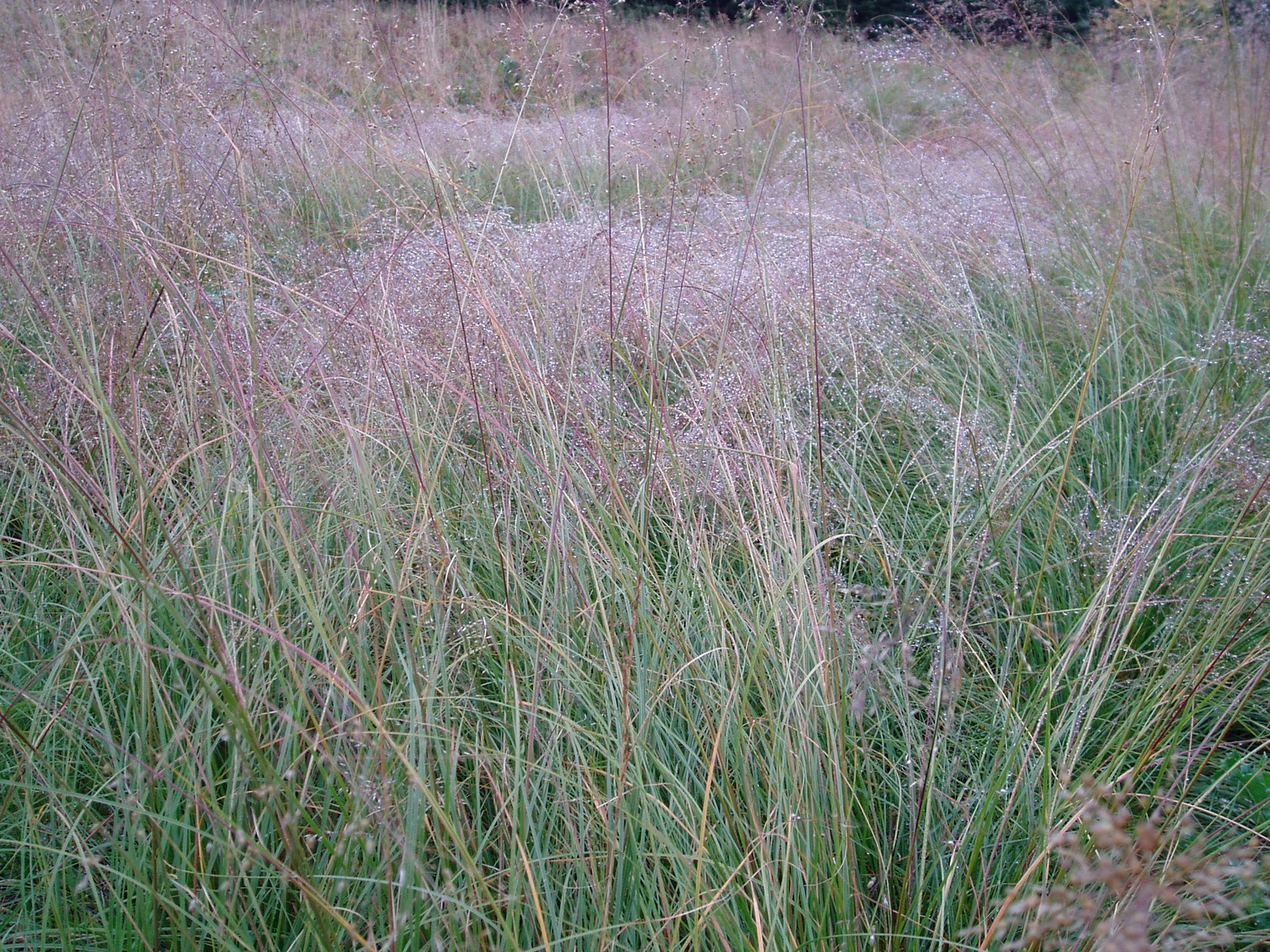 Lovegrass Farm: Sporobolus heterolepsis (Prairie dropseed) at Lovegrass ...