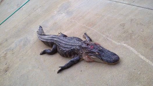 Alabama Outdoorsman Journal...: Alligator Hunting in Georgia 2014.....