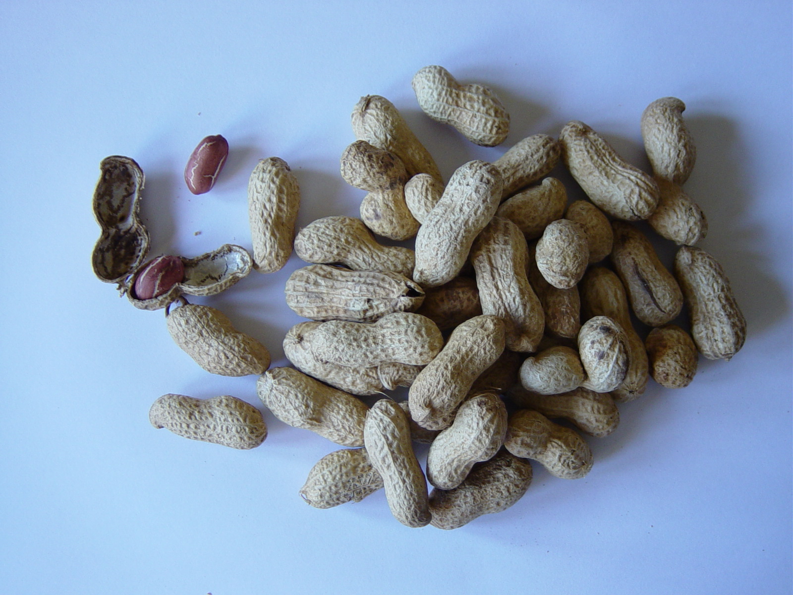 ALGARVE - PONTOS DE VISTA: Falar algarvio 2: alcagóitas