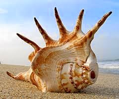 Lord of the Flies: Chapter Seven - Shadows and Tall Trees