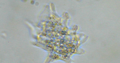 Protist Fun Facts-The great white shark of protists | MooMooMath and ...