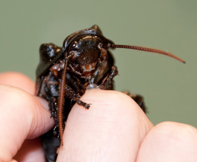Pacific Science Center Life Sciences: Cockroach Spit