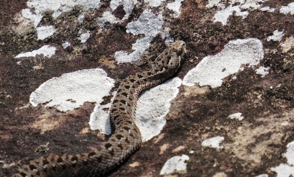 Crowned Eagle Research in KwaZulu-Natal: Into the 'Berg
