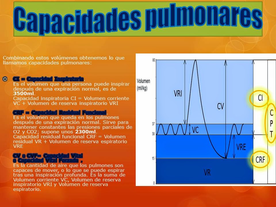 Blog de Fisiología Básica de Osel Alonso García Angulo: VOLUMEN PULMONAR
