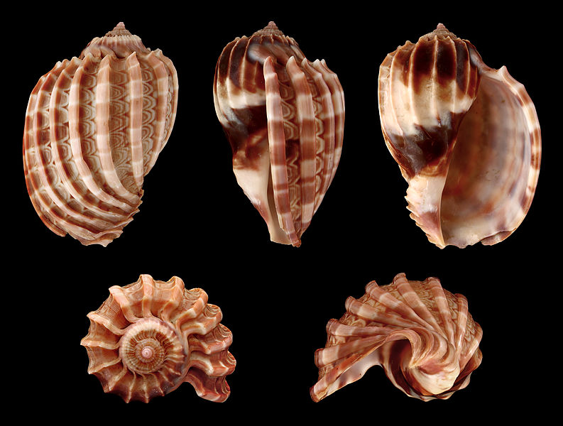 Variety of Life: February 2016