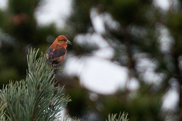 Darley Dale Wildlife: Hawfinch and Crossbills