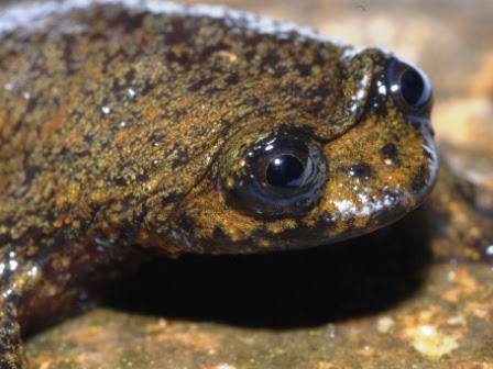 All About knowledge: Katak Kepala Pipih Kalimantan (Barbourula ...