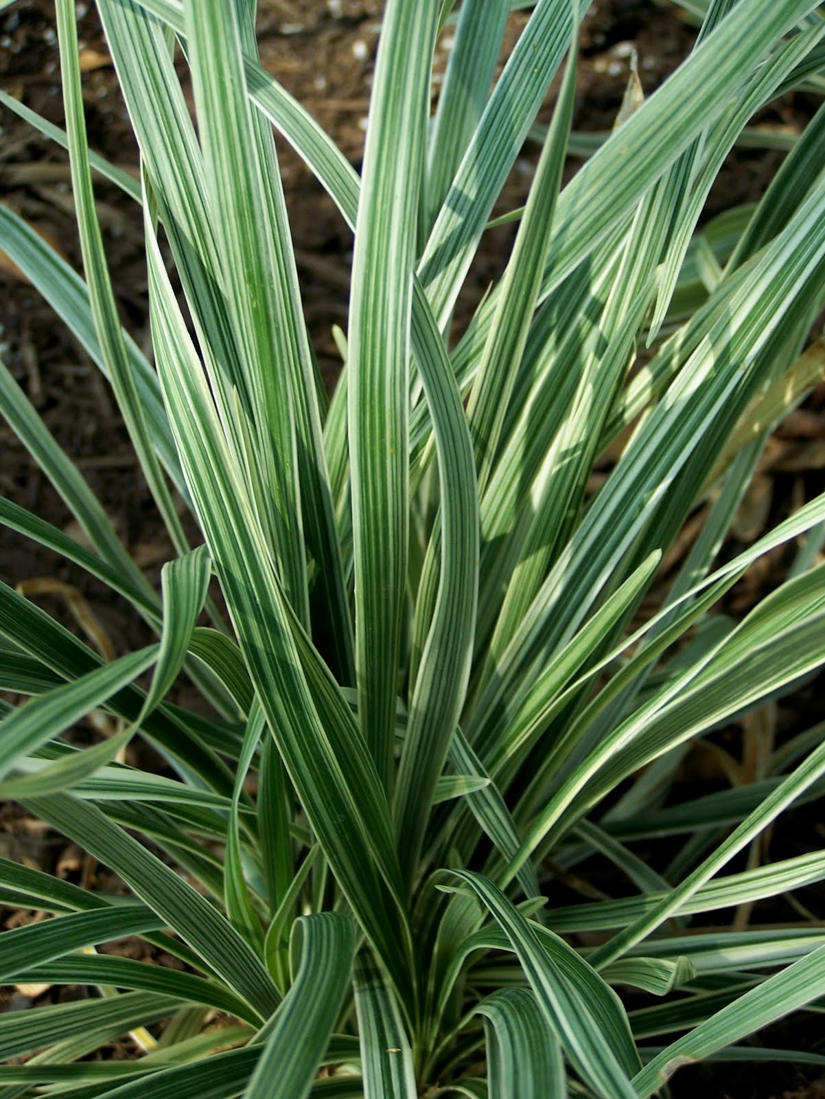 Patchwork Garden: Foliage Follow-Up for June 2011