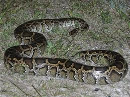 Sri Lanka Python (Python Molurus Pimbura)