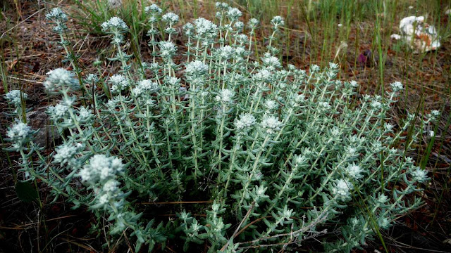 r o b i n 's y a r d: Teucrium polium