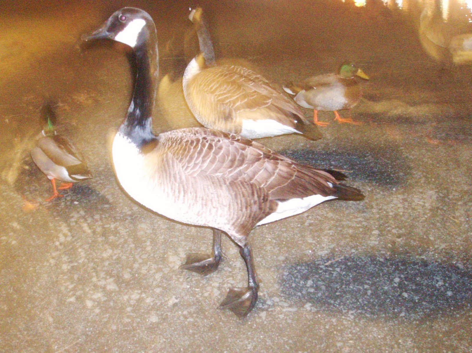 Tales, Tails and Feathers of New York -- PCA: "Goose Bomb"