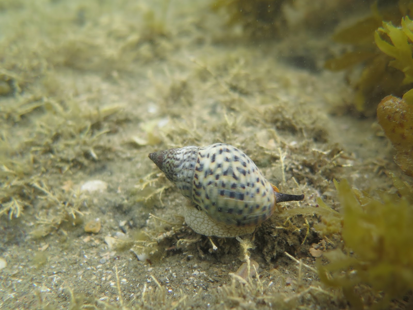 The shape and the idea: 105 — Spotted whelk, Cominella maculosa